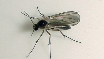 Insect Bites: Prevention and Management | South Lake Pediatrics